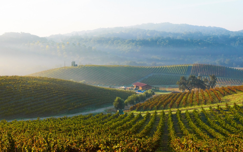 Vineyard Team - Promoting Sustainable Winegrowing