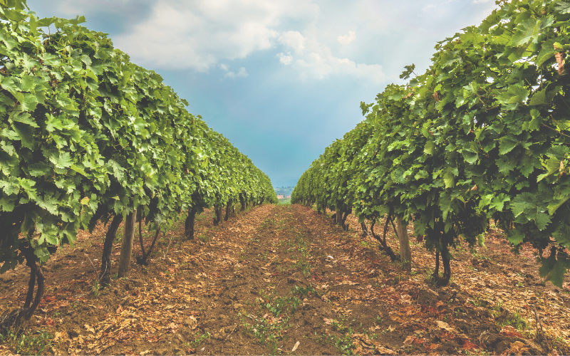 Vineyard Team - Promoting Sustainable Winegrowing